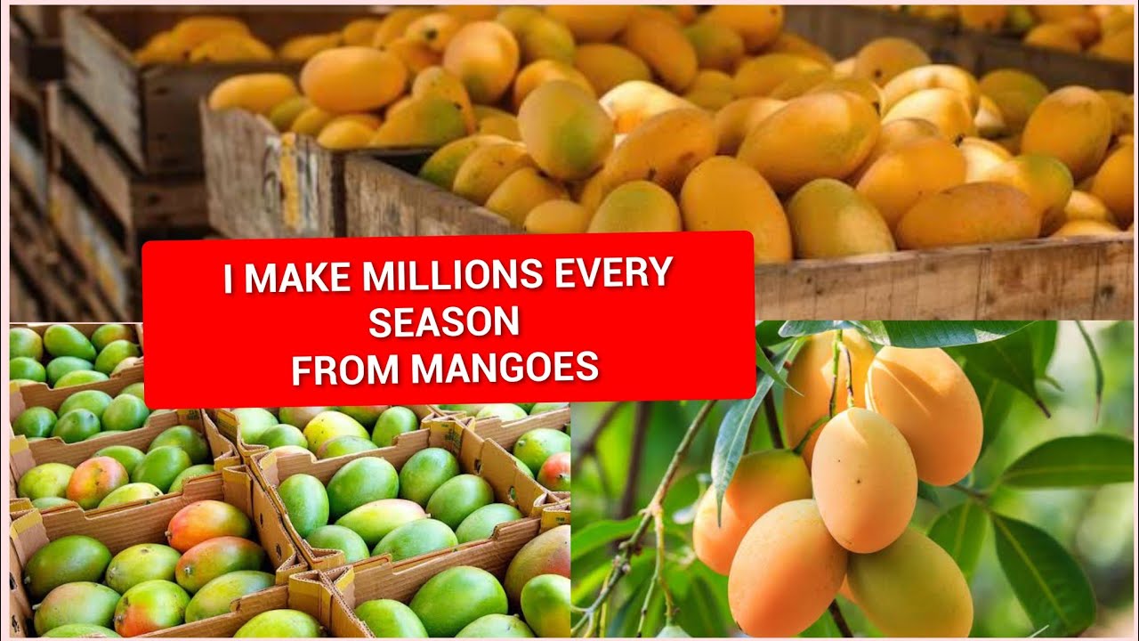 MAKUENI'S RICHEST MANGOE FARM - YouTube