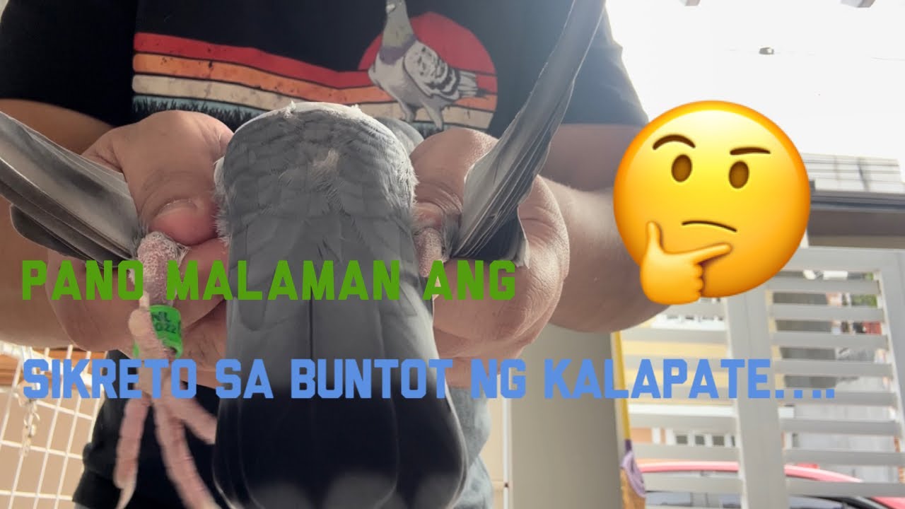 SIKRETO SA BUNTOT NG KALAPATE KS6 LOFT TV - YouTube