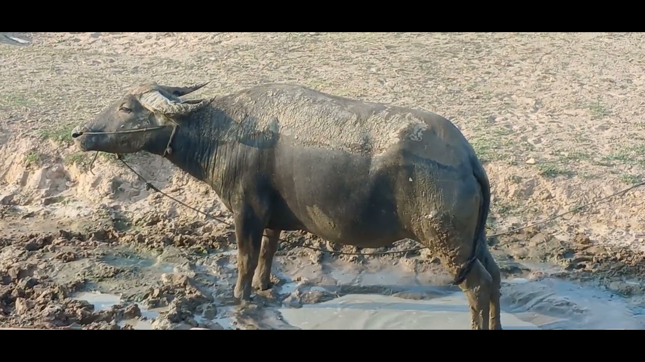 buffalos love mud - YouTube