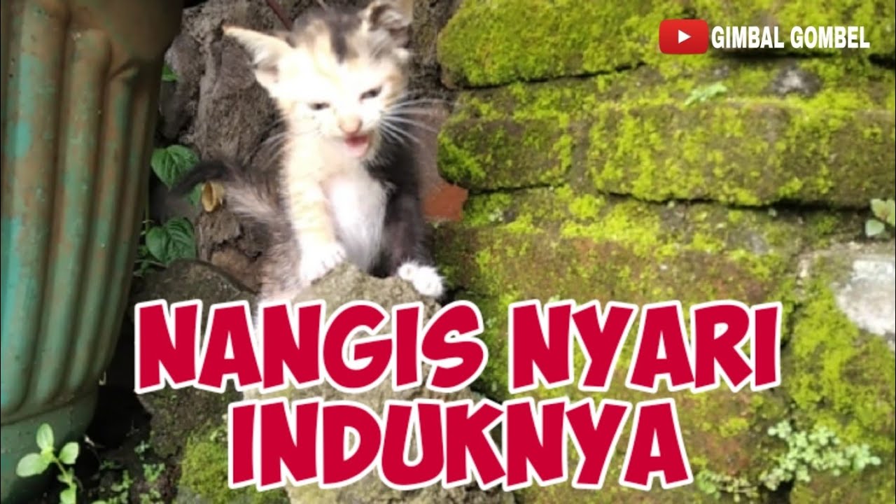 NANGIS NYARI INDUKNYA || GIMBAL GOMBEL || Kucing Lucu || Cat Lover ...