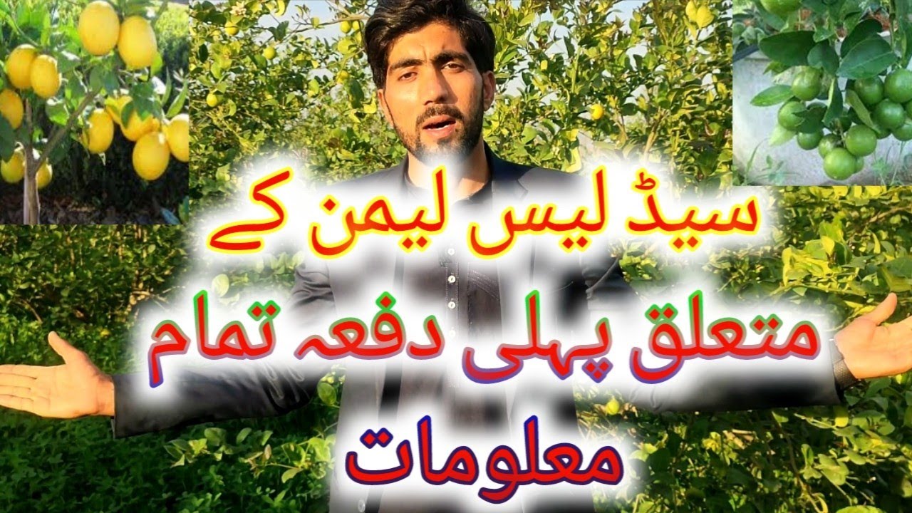 Seedless lemon Farming in Pakistan|| Lemon Farming Ful information ...