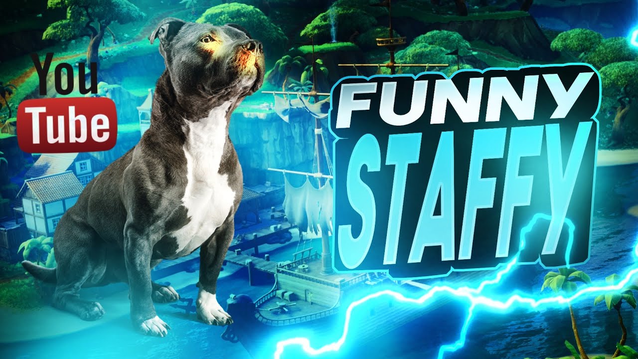 American Staffy Memes
