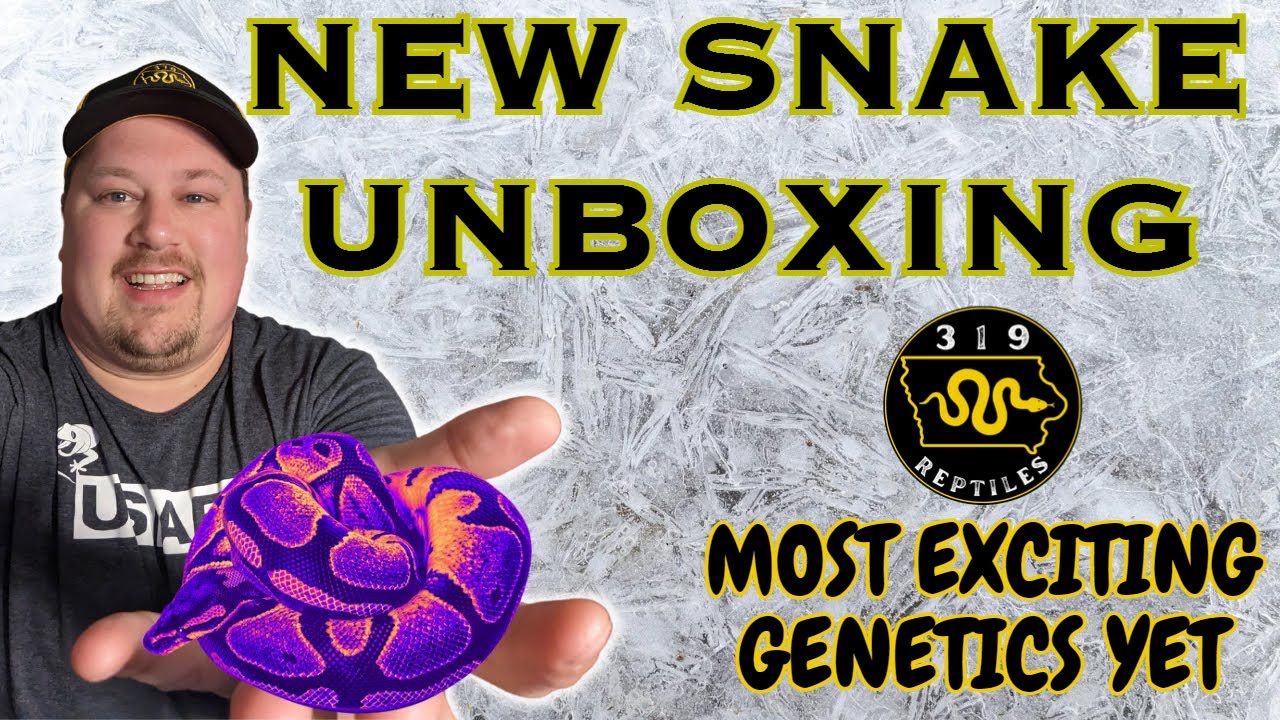 Unboxing Our Newest Ball Python and How to Identify Het MONSOON! # ...
