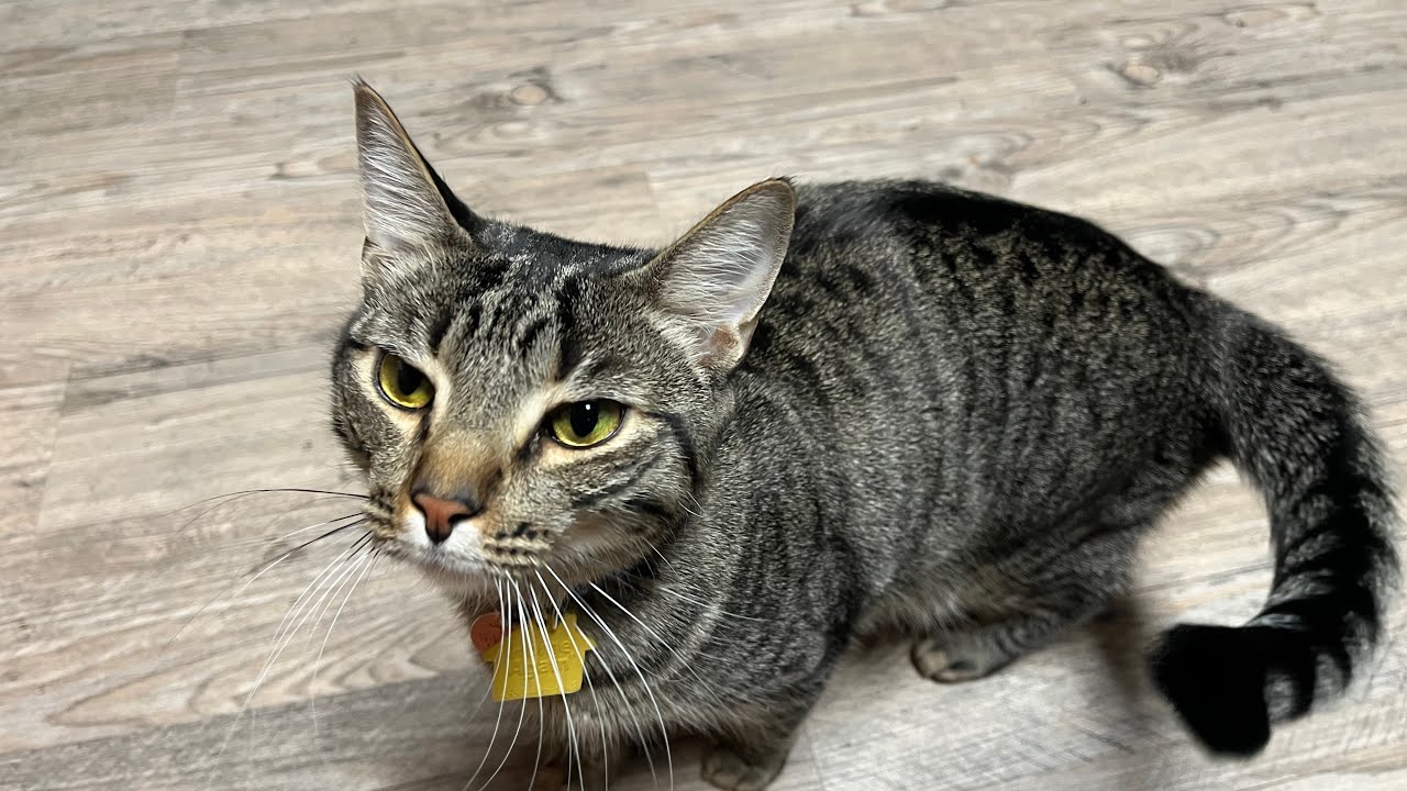 Good morning says Emmett! - YouTube