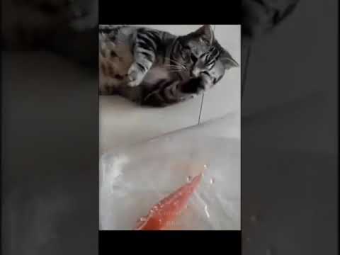 Kayfda Olan Pişik  #shorts