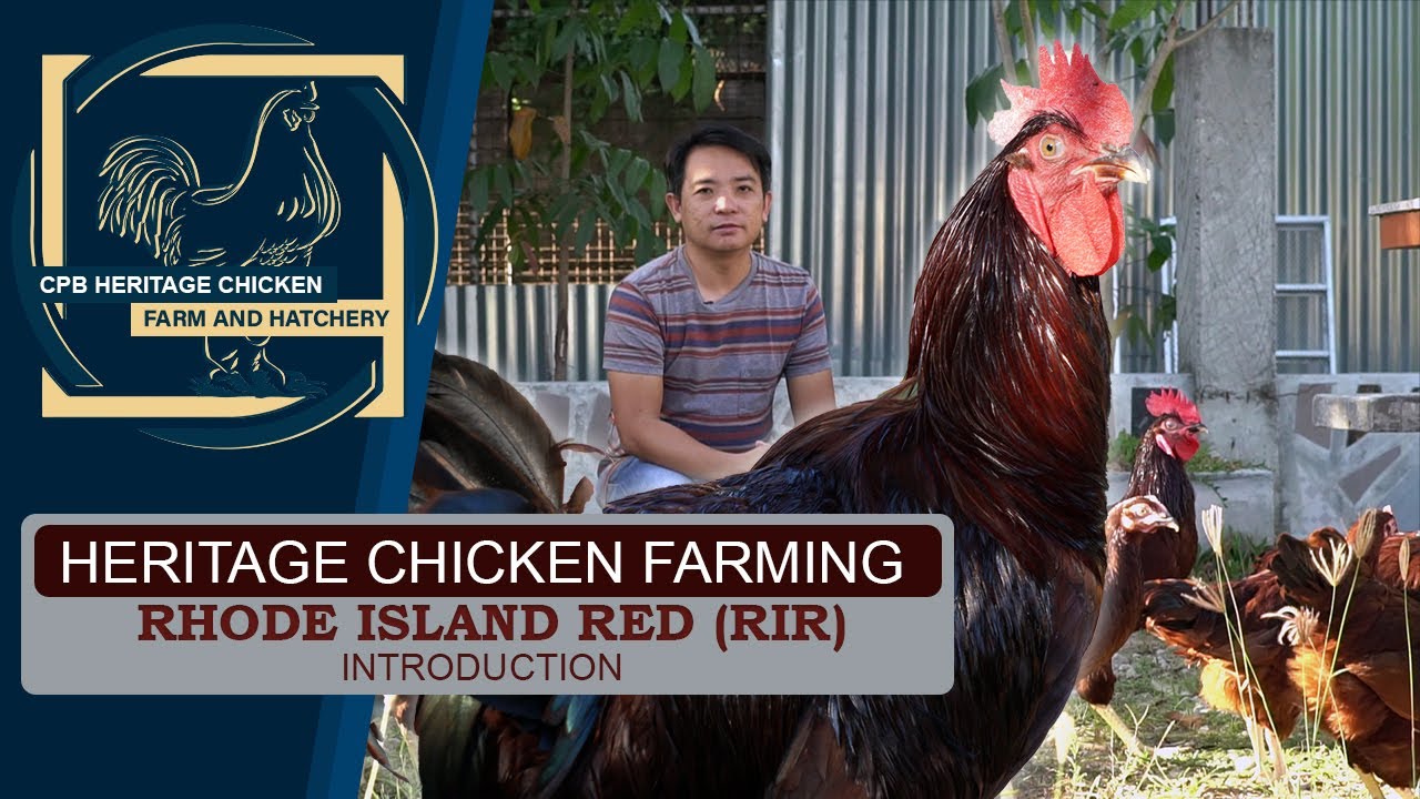HERITAGE CHICKEN FARMING: RHODE ISLAND RED (RIR Chicken) - YouTube