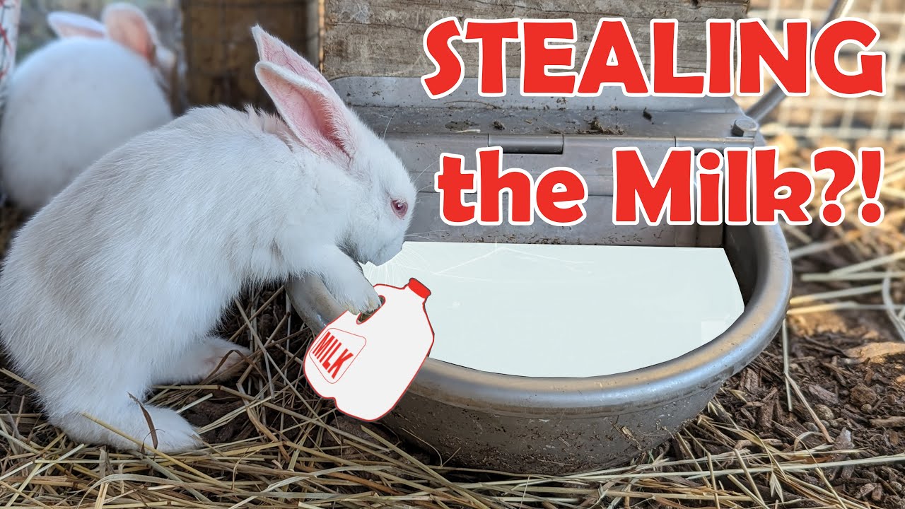 The Rabbits are STEALING all of the Milk! | Farm Vlog - YouTube
