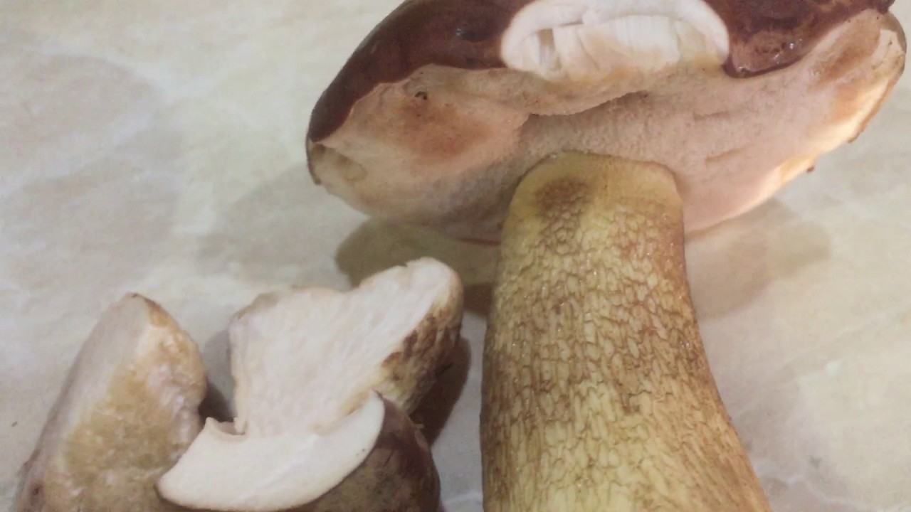 Podhríb žlčový Tylopilus felleus (Bull.) P. Karst. - YouTube