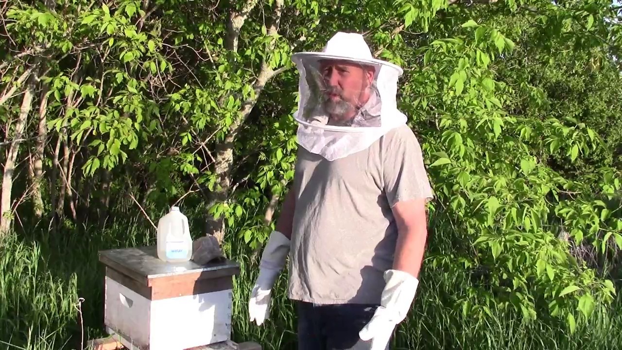 Our First Beehive | Beginning Beekeeping! - YouTube