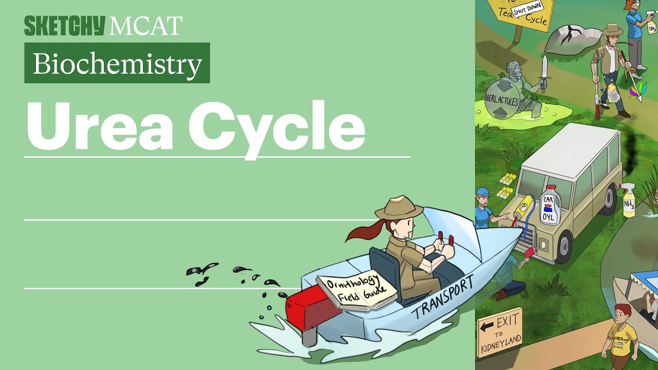 Learn Urea Cycle from Sketchy MCAT's Protein Catabolism Lesson - YouTube
