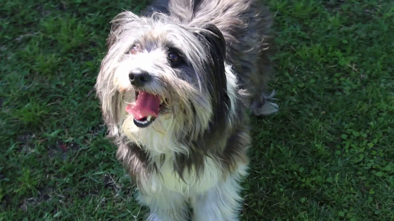 Meet Angelo a Terrier Tibetan currently available for adoption at ...