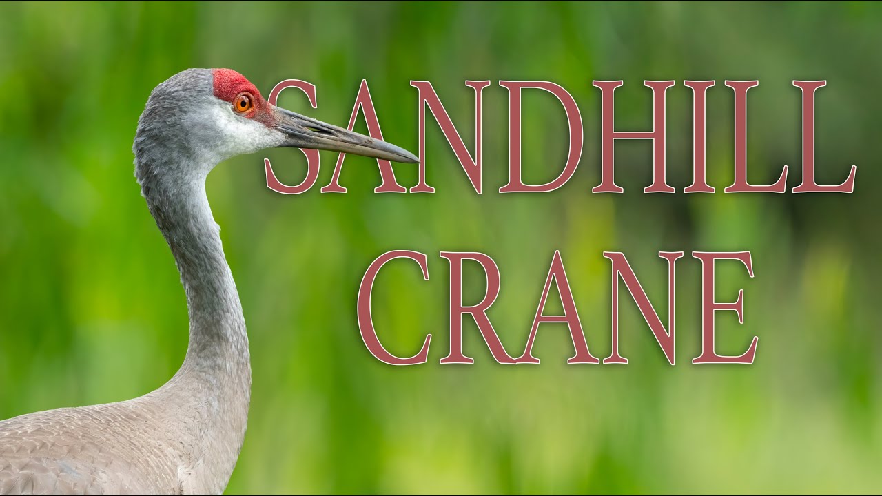 Sandhill Cranes | Facts & Bird Photography - YouTube