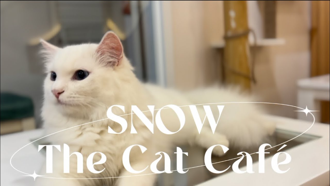 Snow the Cat Café - YouTube