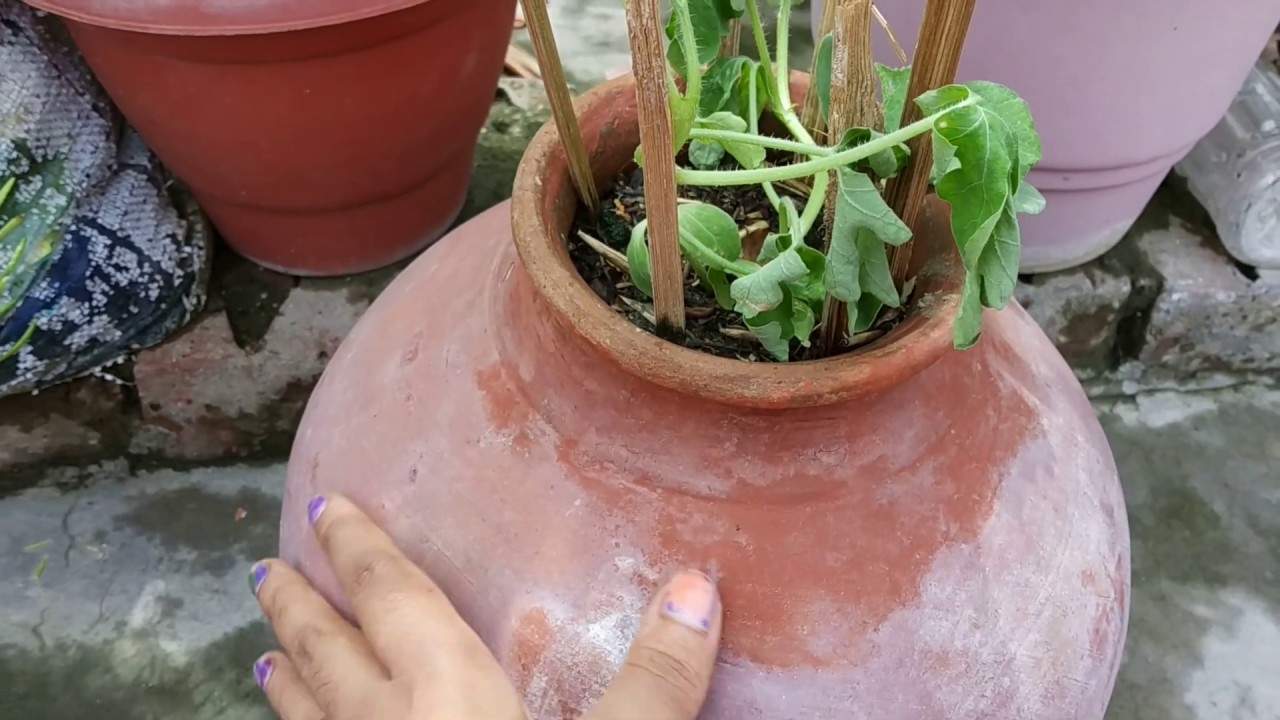 #garden #plant Matke me grow kare vegetables//matke ke liye upjau mitti ...