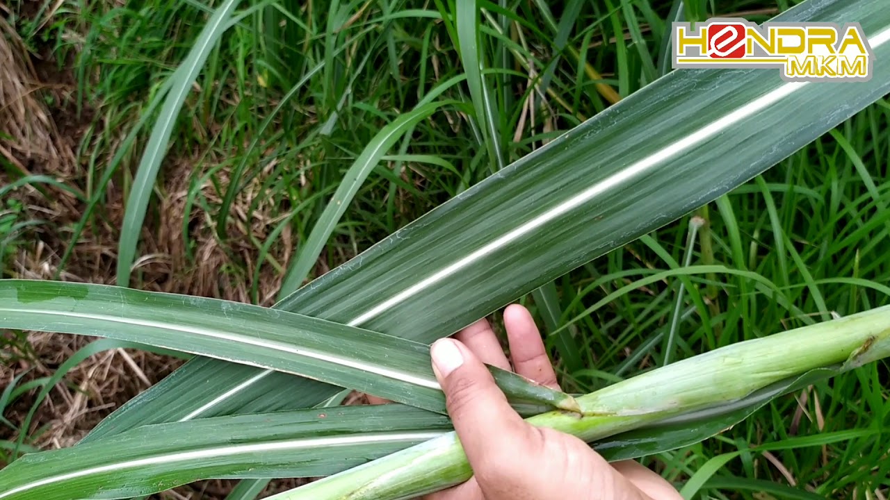 PERBEDAAN RUMPUT RAJA DAN GAJAH - YouTube
