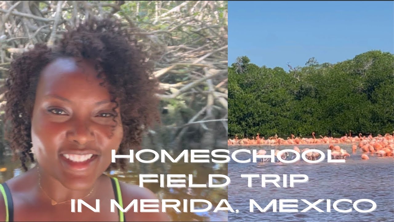 Homeschool Field Trip to see Flamingos in Merida Mexico - YouTube