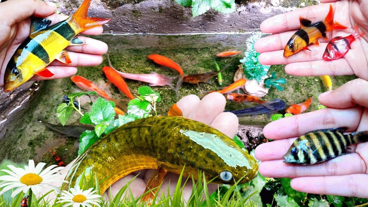 Amazing Catch Colorful Fish, Ornamental Fish, Goldfish, Betta fish, Koi ...