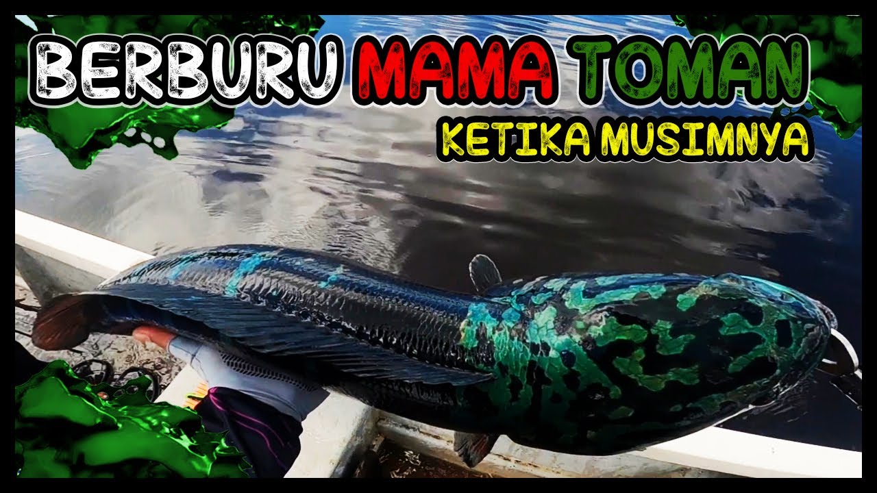 Musimnya Berburu MAMA Toman #V34 #toman #tomanhunter #brunei # ...