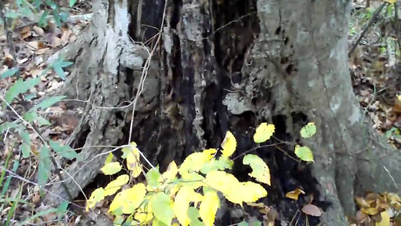 HUGE Bigfoot Claw MARK Scratches & THINGS FOUND in that TREE. - YouTube