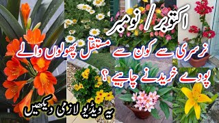 10 Permanent Flowering plants|Plants to Buy From Nursery In October|Winter Flowering plants|