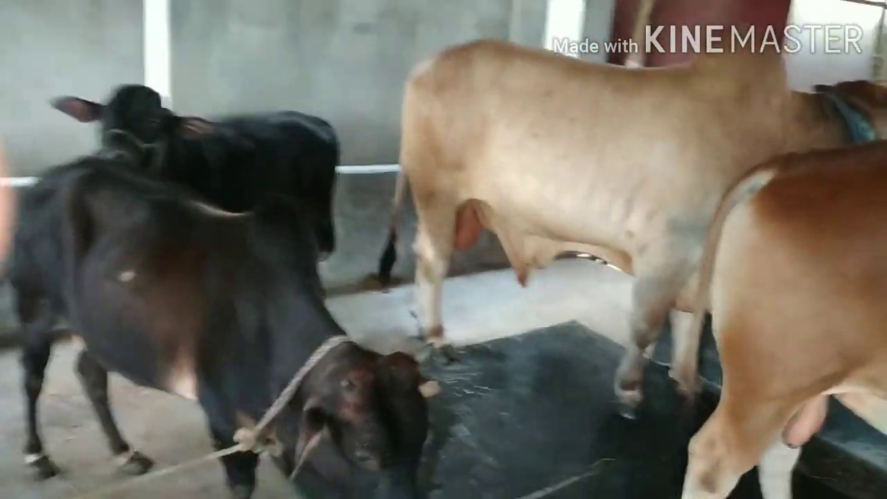 Amar agro Farm - YouTube