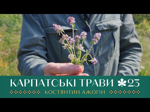Карпатські лікарські трави 2023