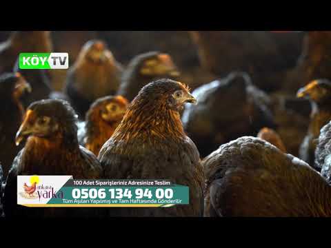 Ataks Tavuk Sipariş Hattı 0506 134 94 00