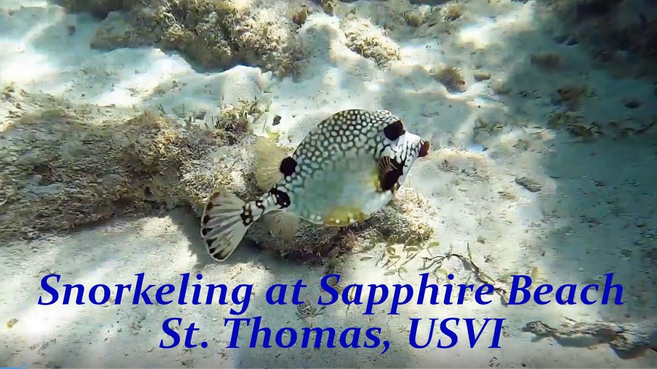 St. Thomas USVI | Snorkeling | Sapphire Beach| Oct 2022 - YouTube