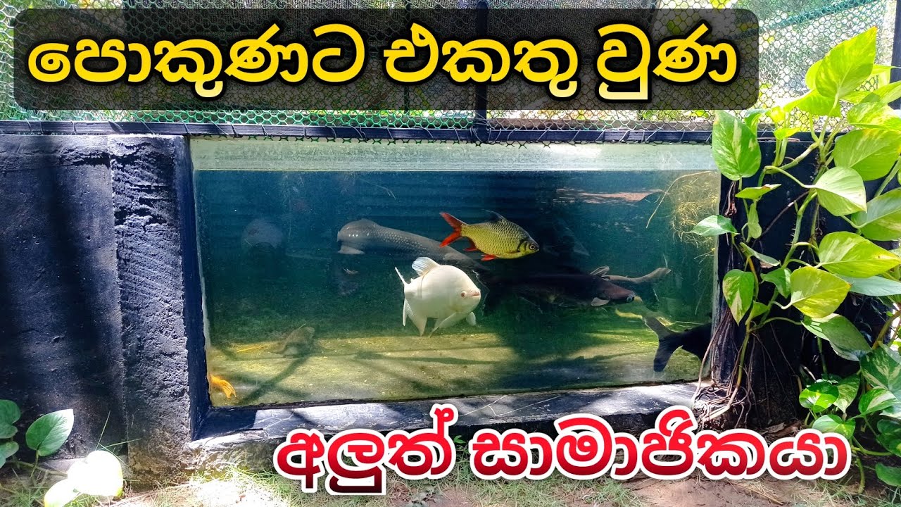 Albino Pacu පොන්ඩ් එකට දැම්මා 😍 | New fish that moved from the tank to ...