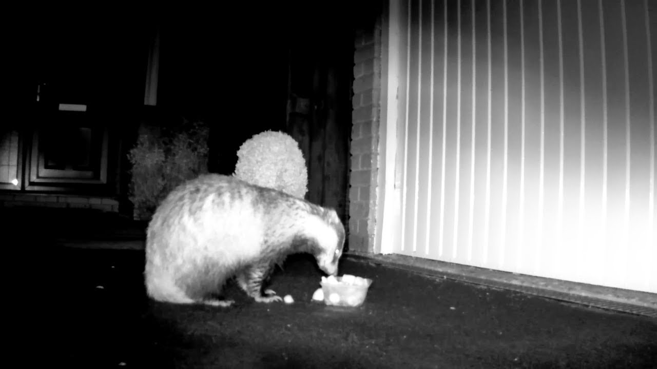 Barry the Badger - YouTube