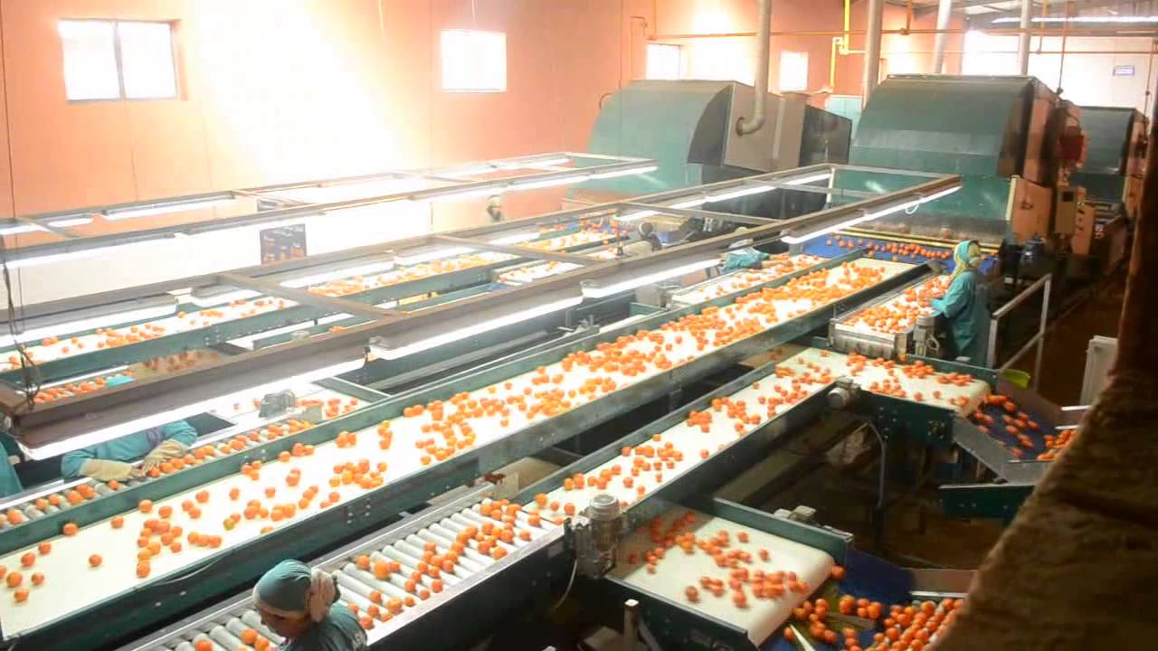 Top Agrumes - Station d'emballage et de conditionnement des agrumes a ...