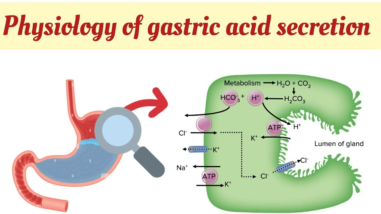 physiology of Gastric acid secretion #biology #pharmacology #pharmacy # ...