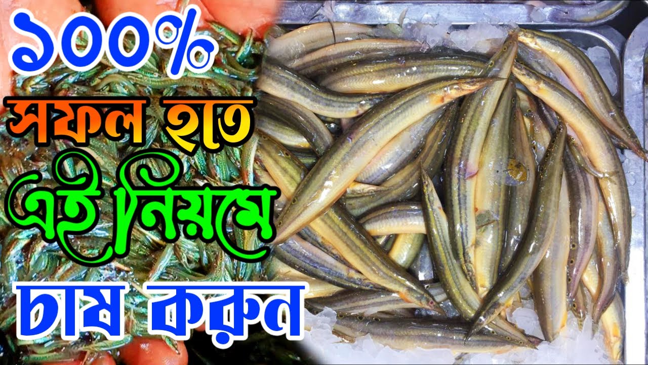 তারা বাইম চাষ পদ্ধতি | তারা বাইম চাষ | পুকুরে তারা বাইম মাছ চাষ | তারা ...