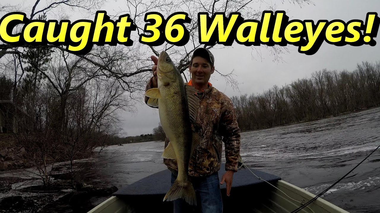 Caught 36 Walleyes (PLUS Huge One) While Fishing The Wisconsin River ...