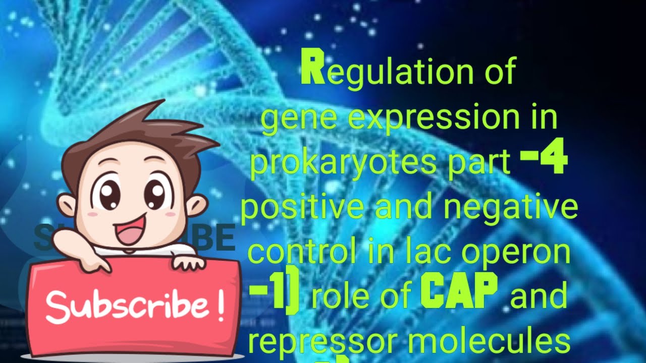 part -3 ( negative and positive control of Lac operon)# regulation of ...