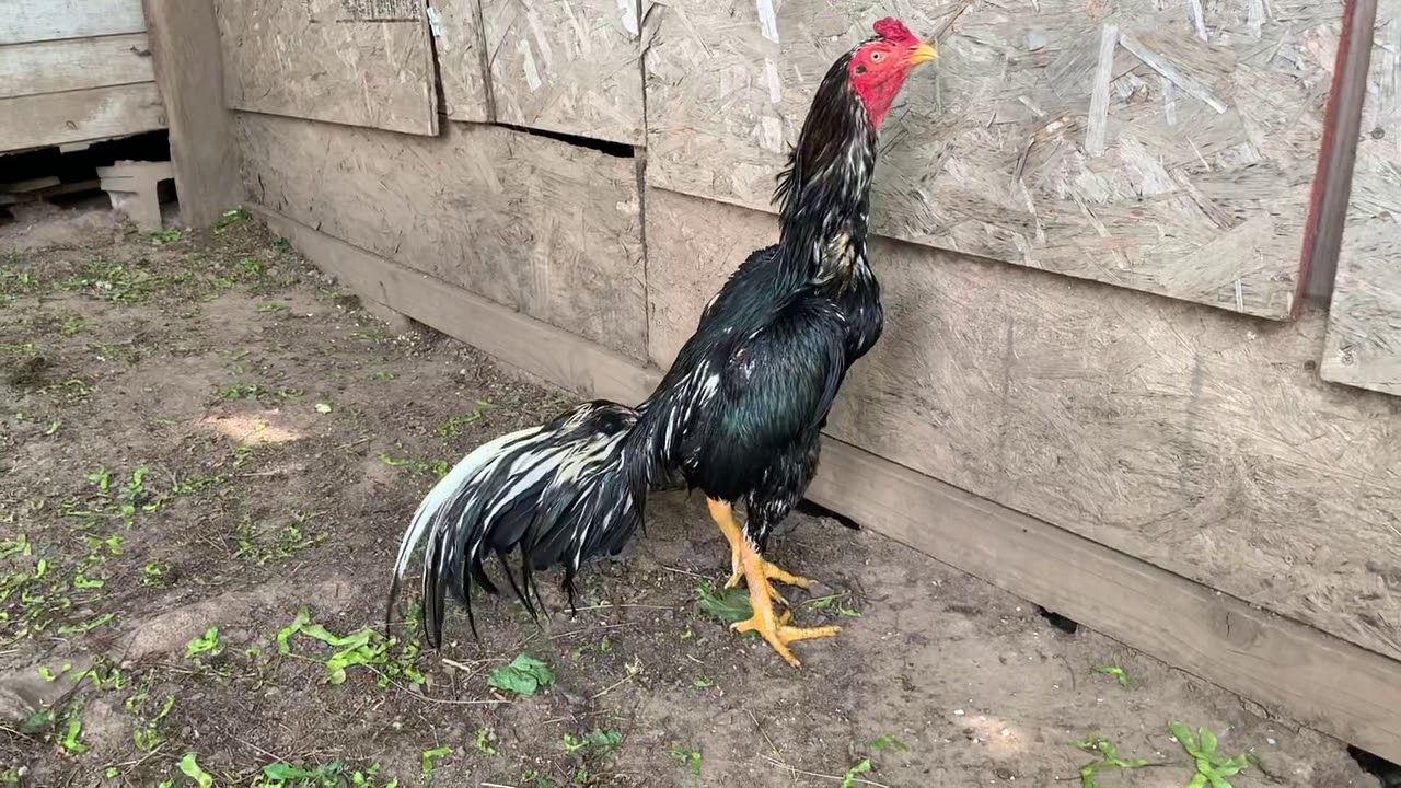 Qaib Thai pakoy - YouTube