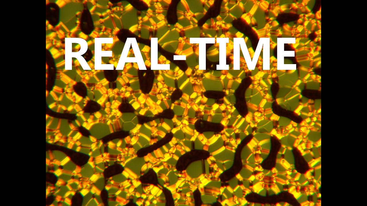 Phase Transition Liquid Crystal to Isotropic Liquid - YouTube