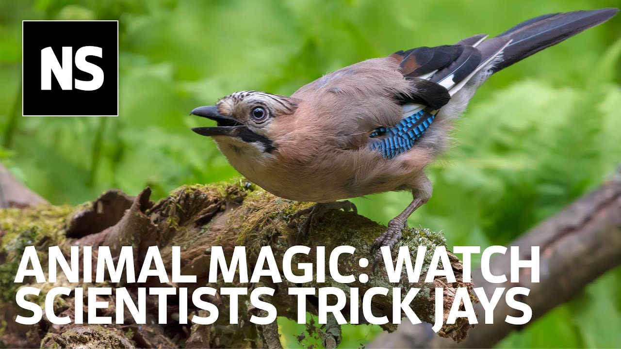 Animal magic: The scientists who do magic tricks on jays - YouTube