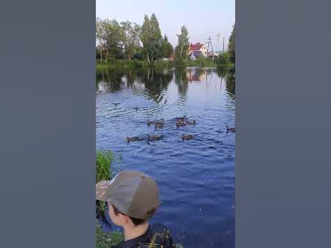 уточки кря - YouTube