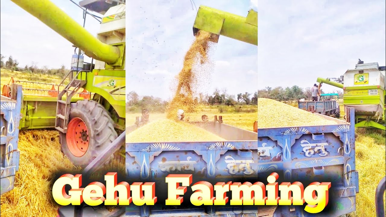 Gehu Farming India Kisan Farmr Gehu Harbesting Indian Is Best Kisan ...