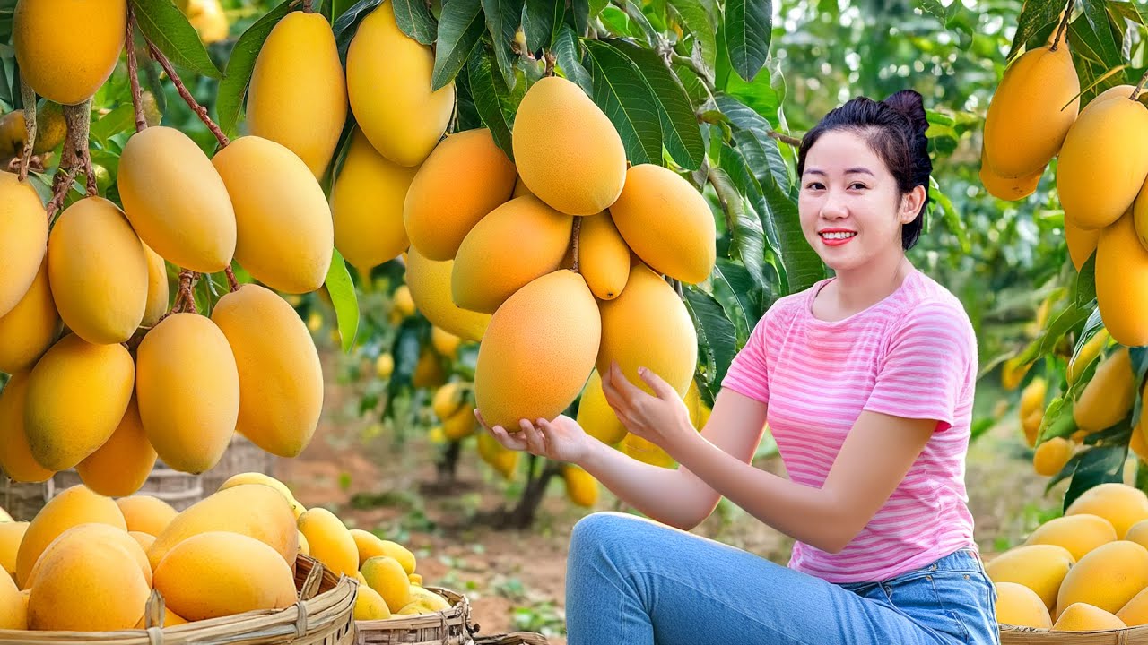 Harvesting Golden Mango Queen Hybrid CA SOAI Fruit Go To Market Sell ...