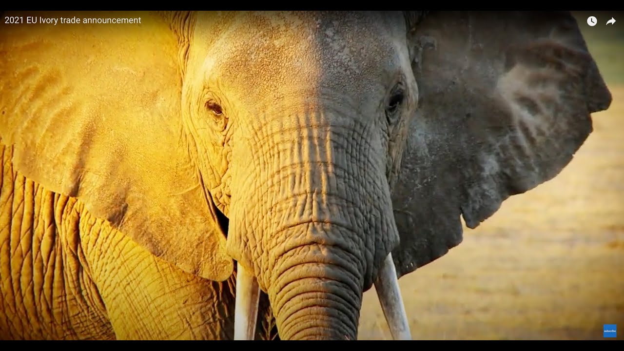 A historic milestone in the EU's ivory trade, but more needs to be done ...
