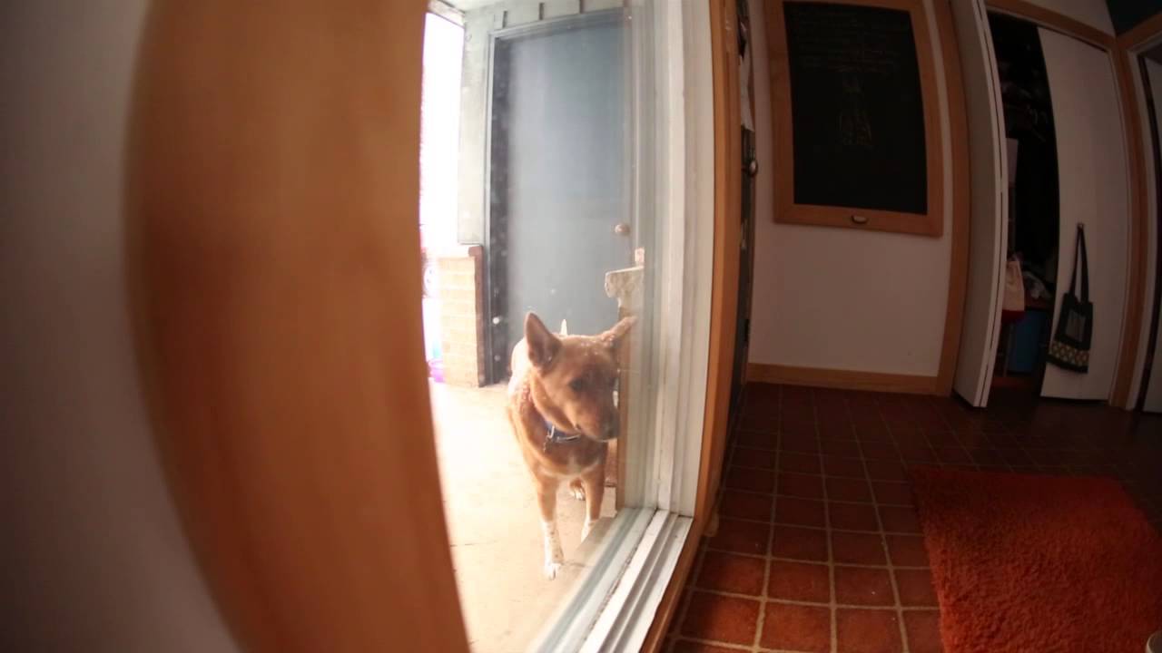 Dog Ringing the Doorbell. ALL. DAY. - YouTube