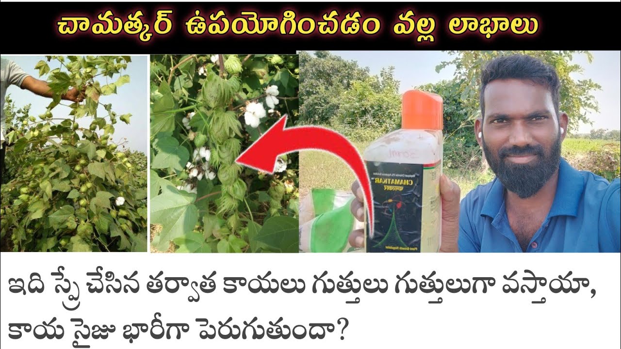 Chamatkar full details in Telugu || Chamatkar price || Chamatkar dose ...