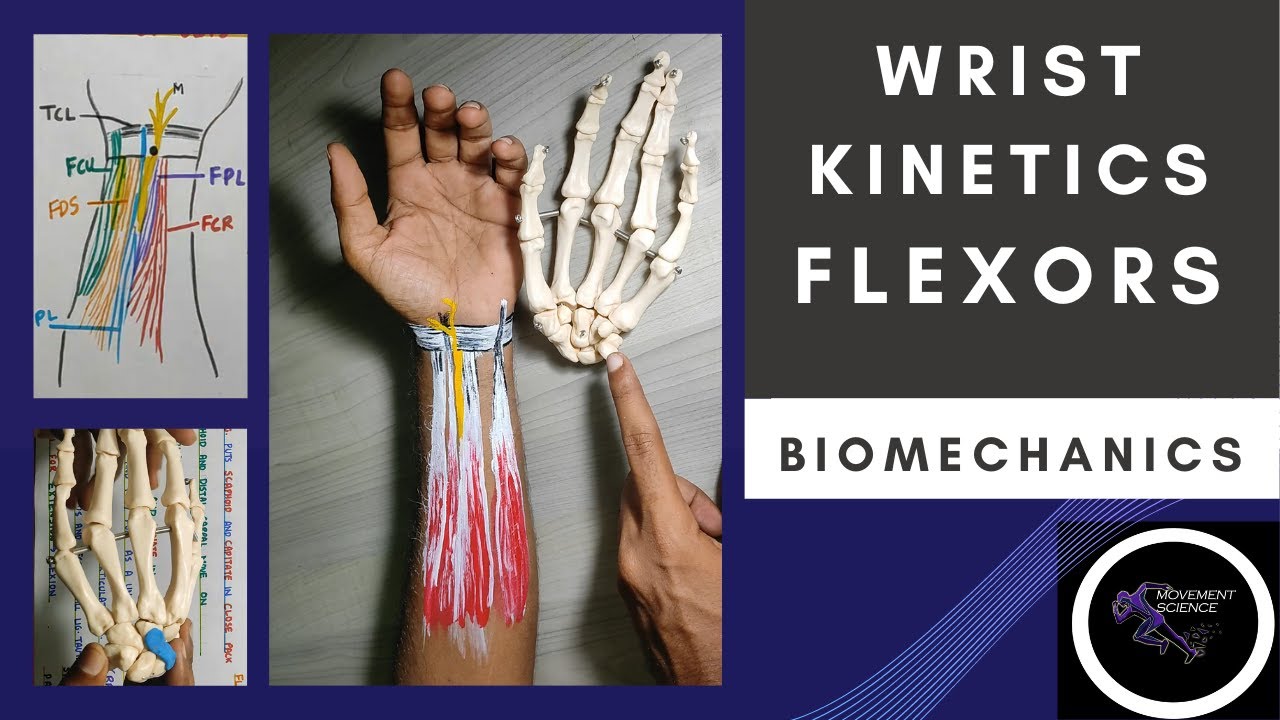 WRIST JOINT KINETICS -FLEXORS ( WRIST JOINT COMPLEX BIOMECHANICS ...