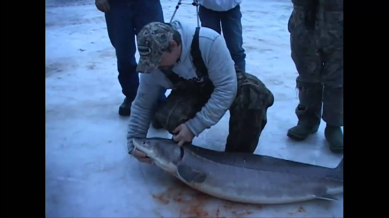 2009 Michigan sturgeon season - YouTube