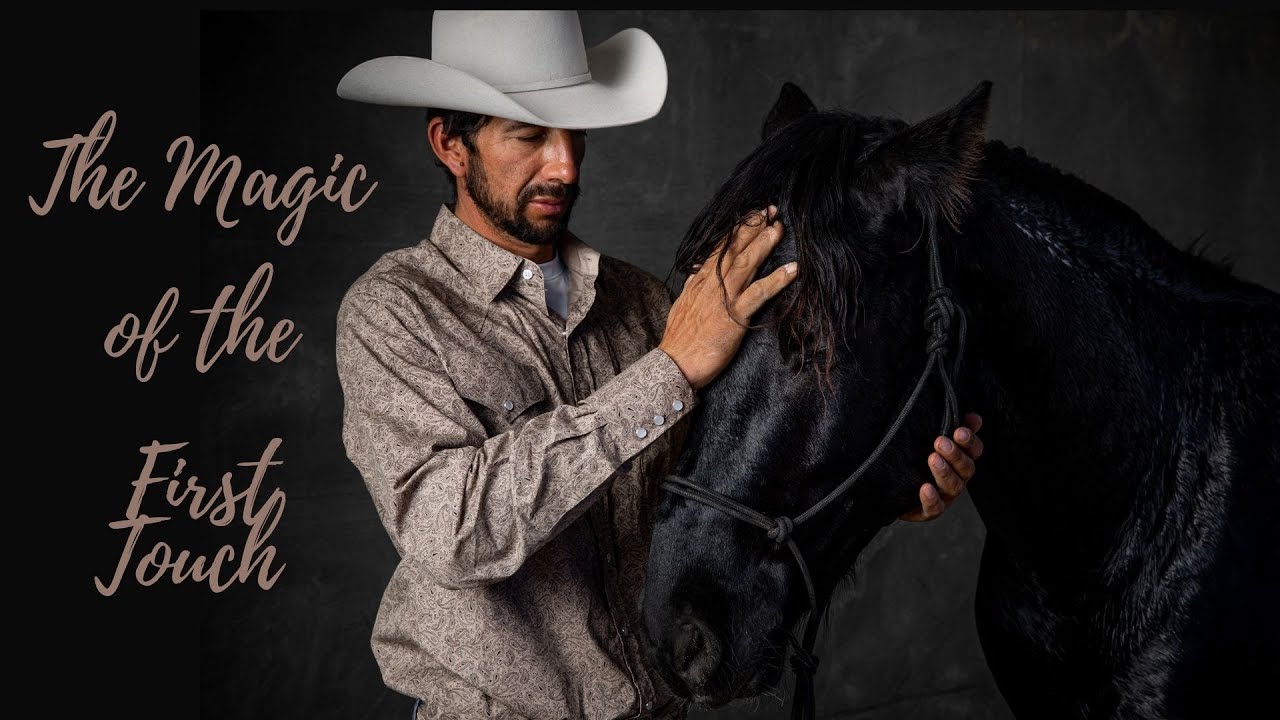 The Magical Moment of the First Touch, Wild Mustangs - YouTube