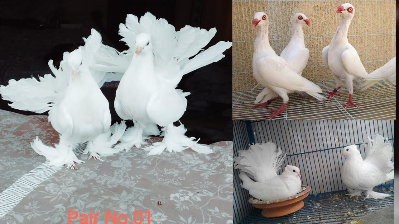 white Fancy kabootar white American Fantail white Danish young Breader ...