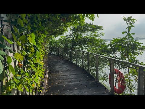 Singapore Walking Tour - Mandai Boardwalk - YouTube