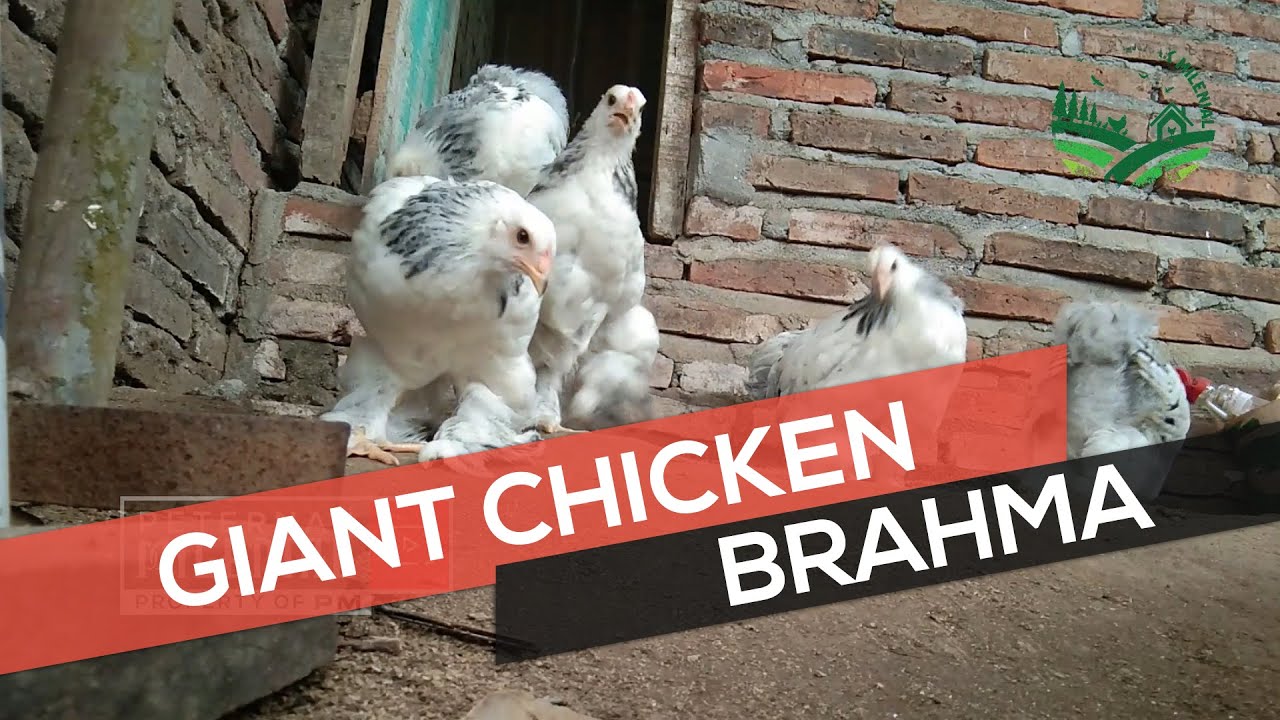 Giant Chicken Brahma Columbian Brahma For Sale YouTube giant-chicken-brahma-columbian-brahma-for-sale-youtube
